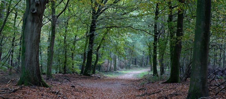 Lekker naar het bos? De 12 mooiste onbekende bossen van Nederland ...